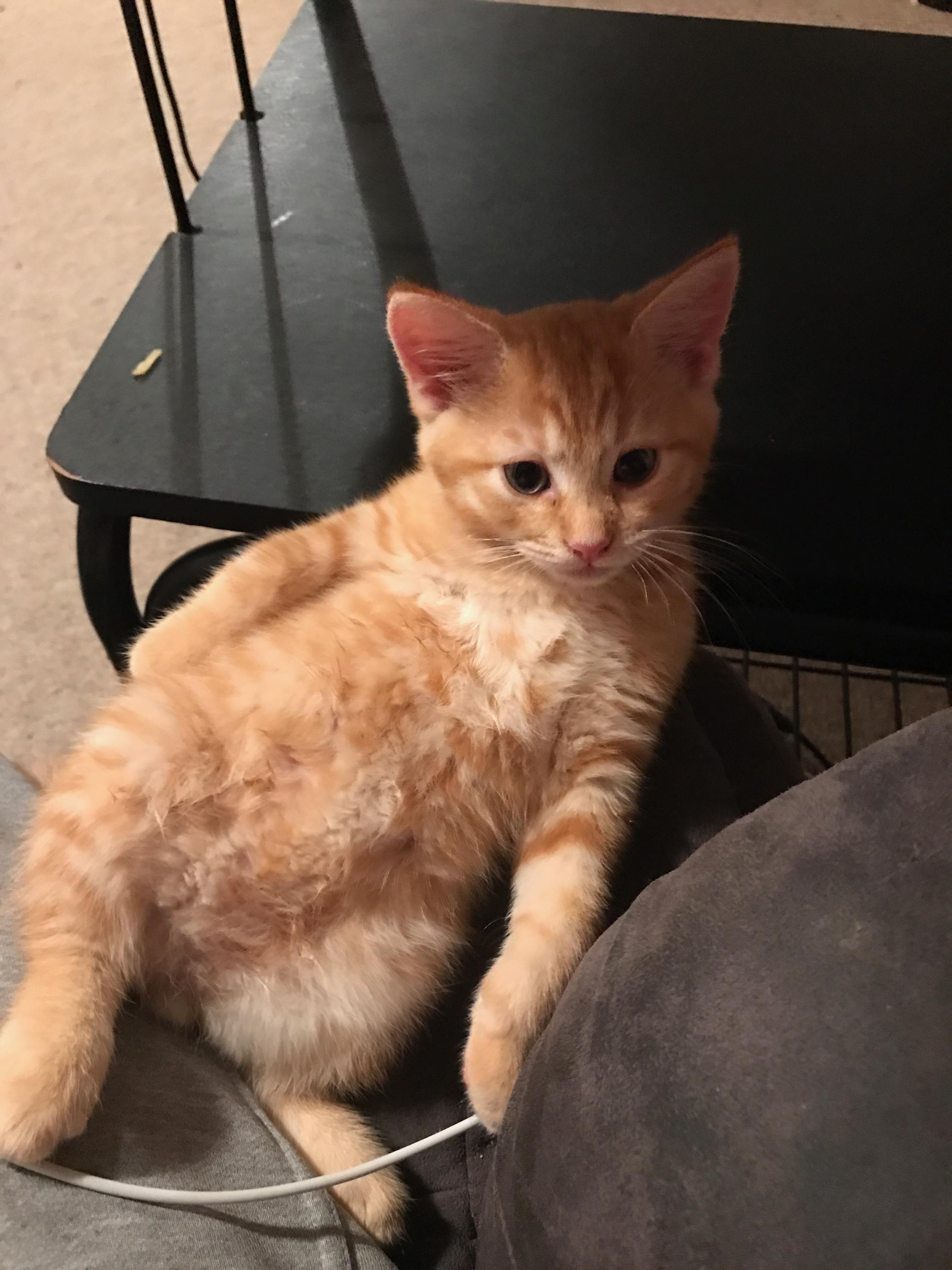 Pictures of Your Pets - Public Board - The Gladiatorz