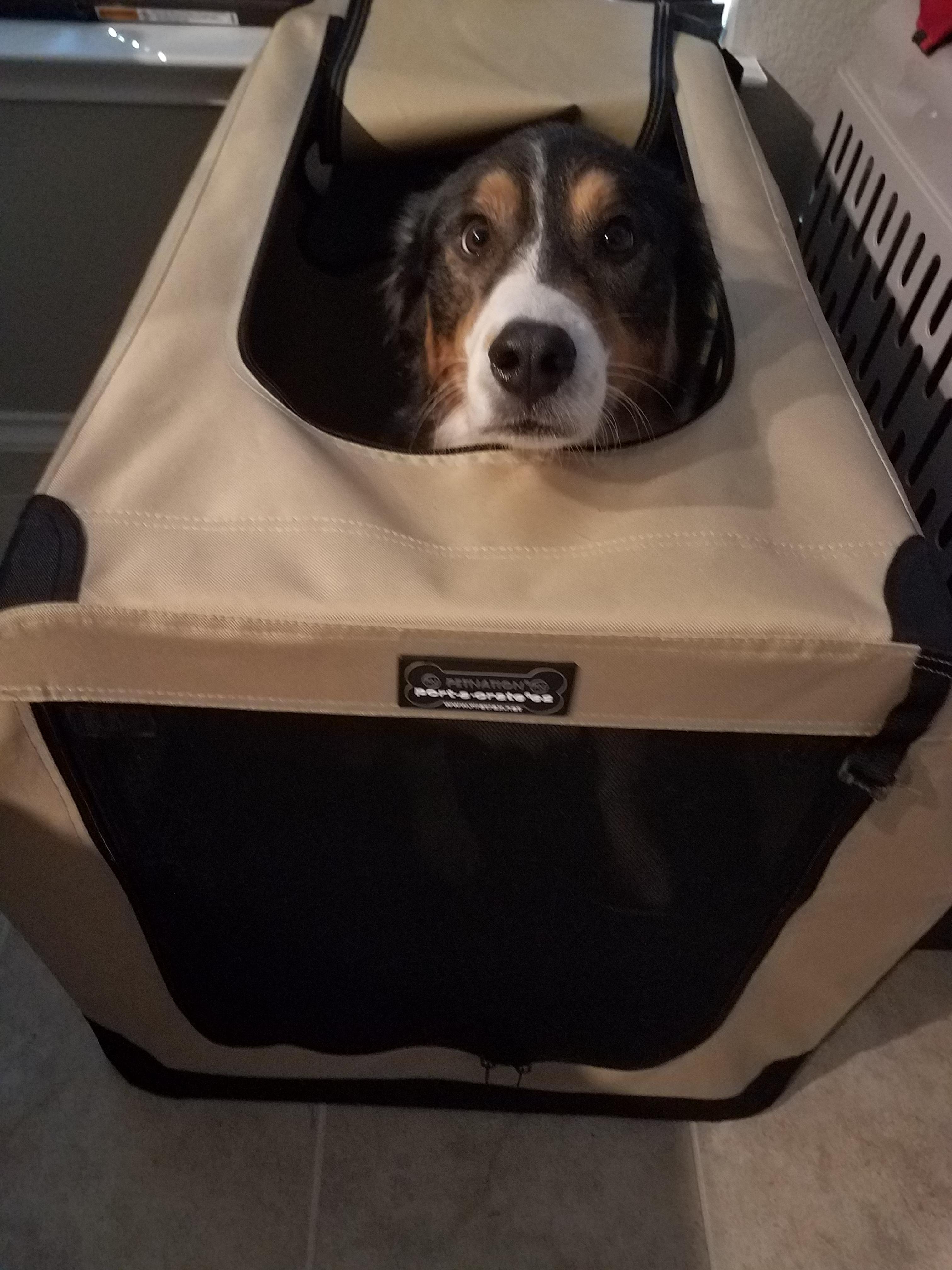 Pictures of Your Pets - Public Board - The Gladiatorz