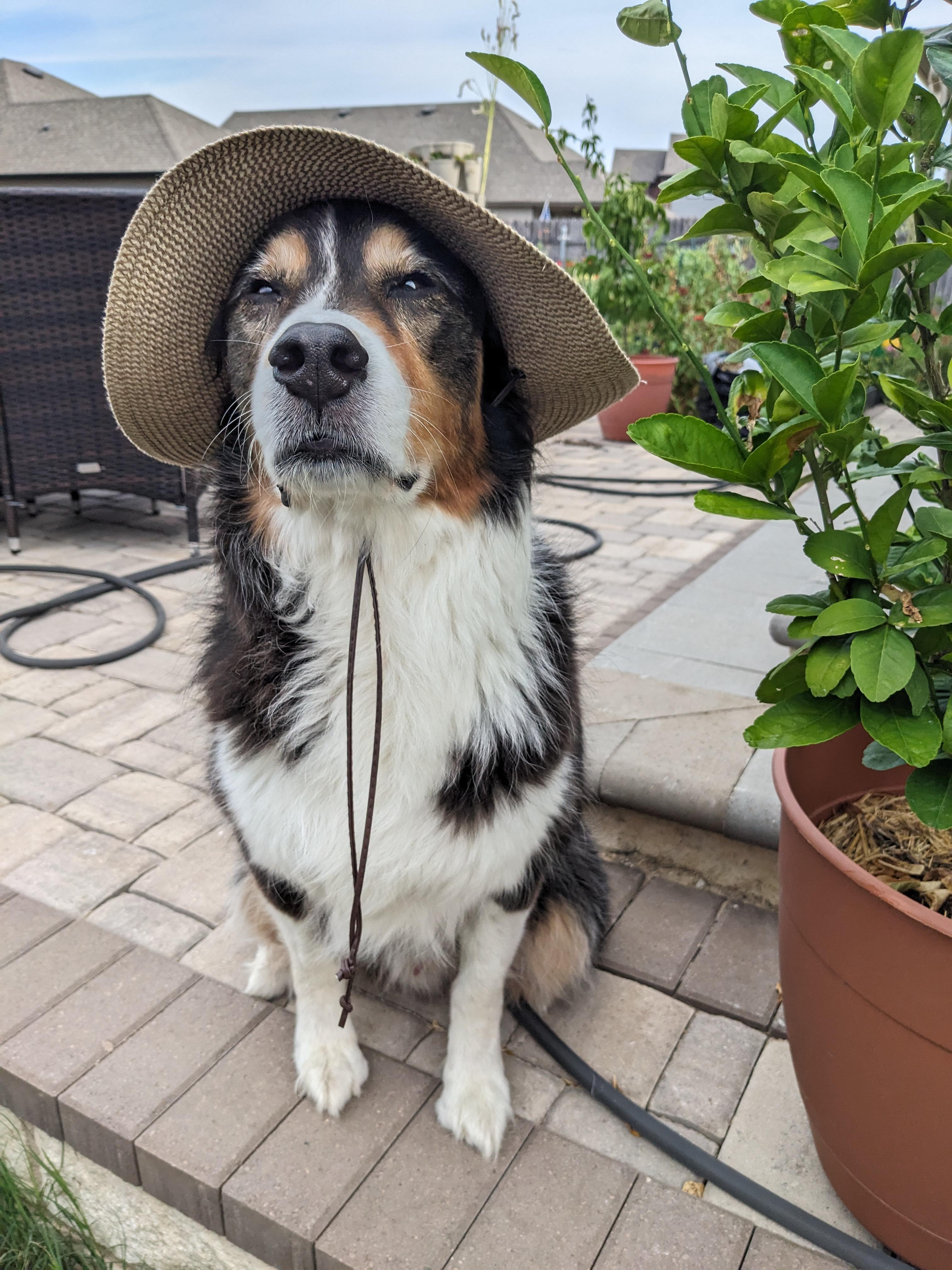 Pictures of Your Pets - Public Board - The Gladiatorz